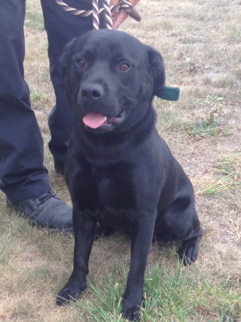 Adopt a Dog - Timaru District Council
